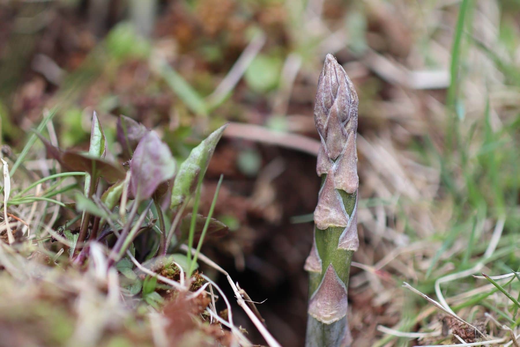Growing asparagus as a landscape border plant - The 1800's Housewife